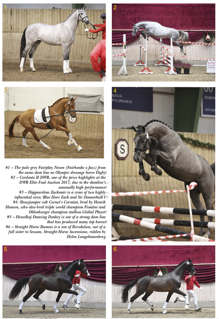 Danish Warmblood stallion pre-selection for Herning - Breeding News for ...