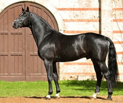 Marbach State Stud stallion Hochfein passes away - Breeding News for ...