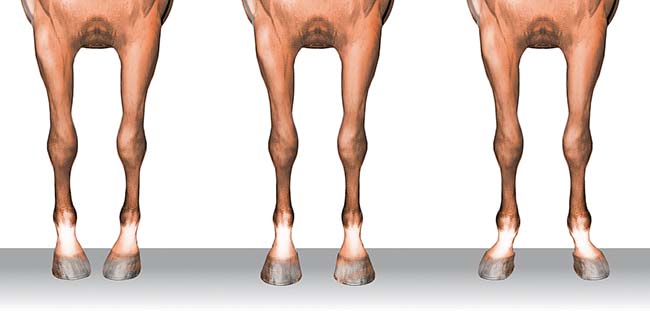 KWPN paying close attention to correct leg conformation | Breeding News ...