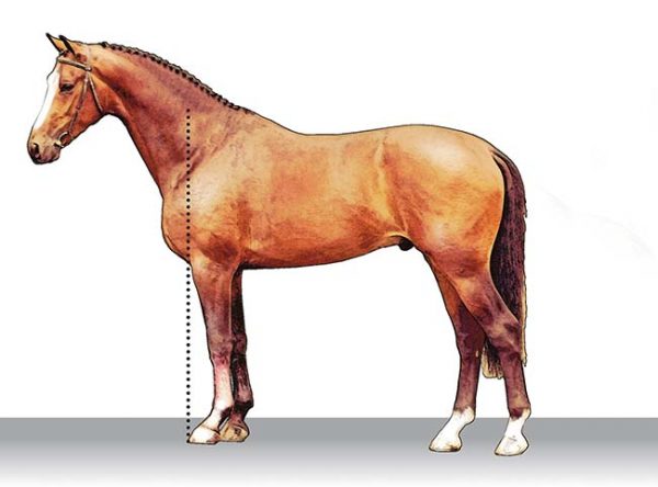 KWPN paying close attention to correct leg conformation - Breeding News ...