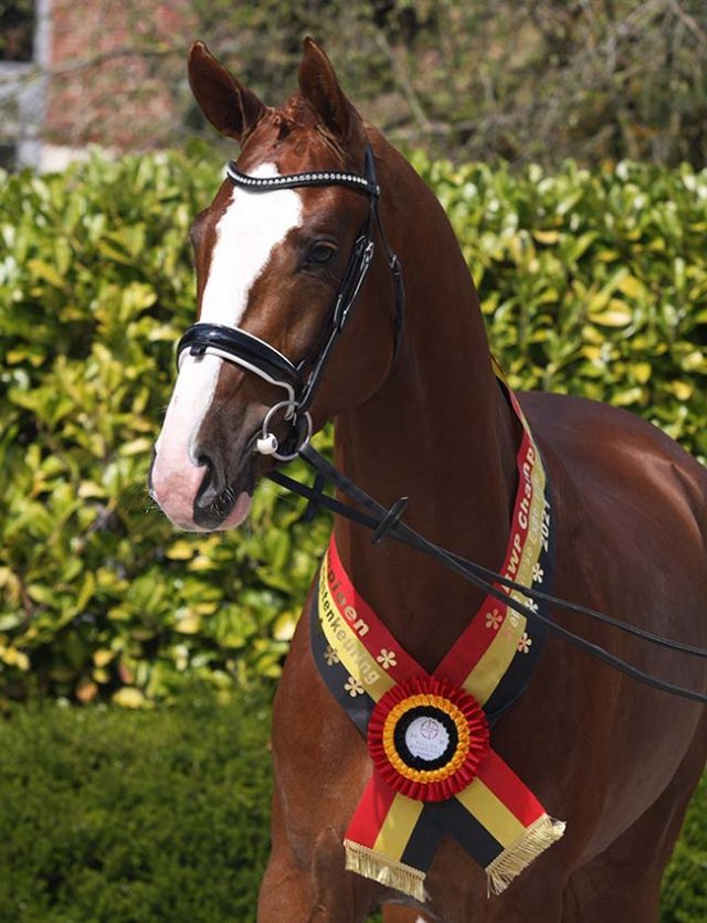 BWP approves 29 jumping and two dressage stallions - Breeding News for ...