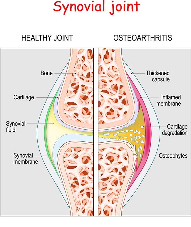 Dietary supplements for horses: Part 3 – Joints - Breeding News for ...