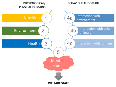 How to assess welfare using ‘The 5 Domains Model’ - Breeding News for ...