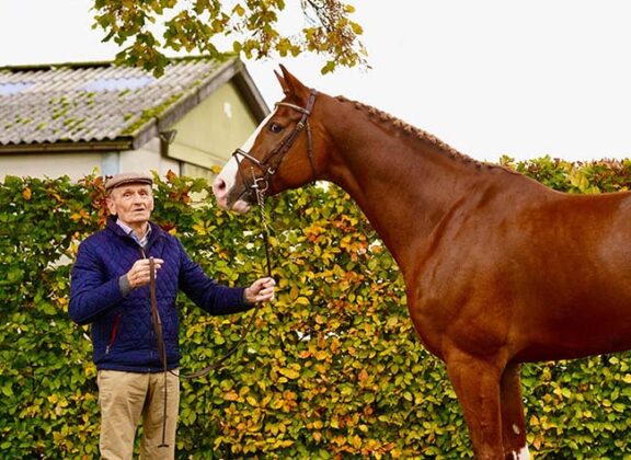 The motherlines of Ermitage Kalone and Prestige Kalone - Breeding News ...