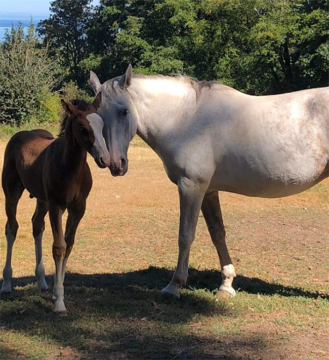 The tradition continues for CWHBA Fall Classic Sale - Breeding News for ...
