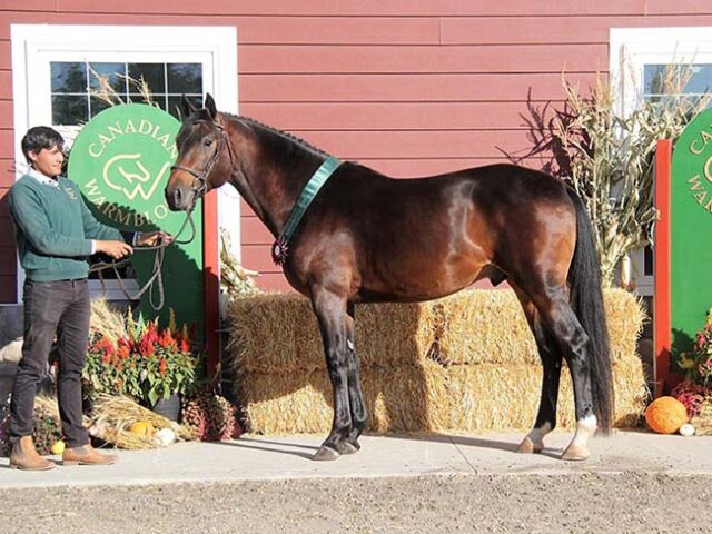 Canadian Warmblood 2022 stallion licensing - Breeding News for Sport Horses