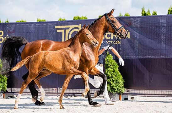 Fourth Tyszko and Cichon show honours foals and young horses - Breeding ...