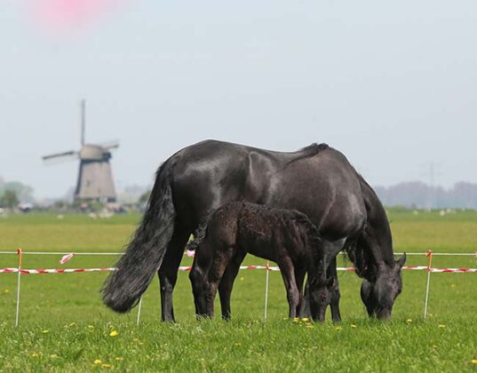 ‘Conservation of the Friesian horse’ DNA health profile - Breeding News ...
