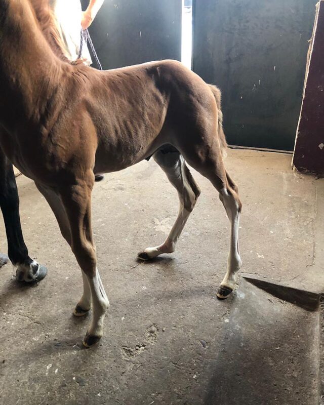 Crooked legs in foals... Now what? - Breeding News for Sport Horses