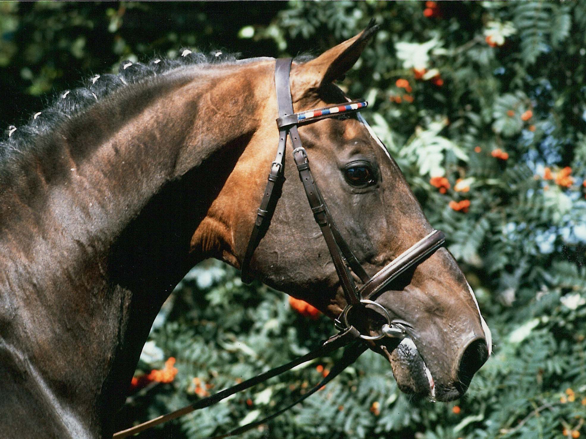 holsteiner horse database